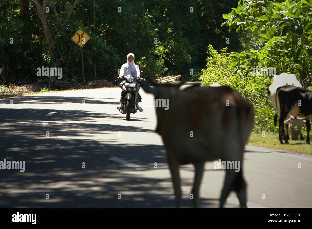 Riding a cow hi-res stock photography and images - Alamy