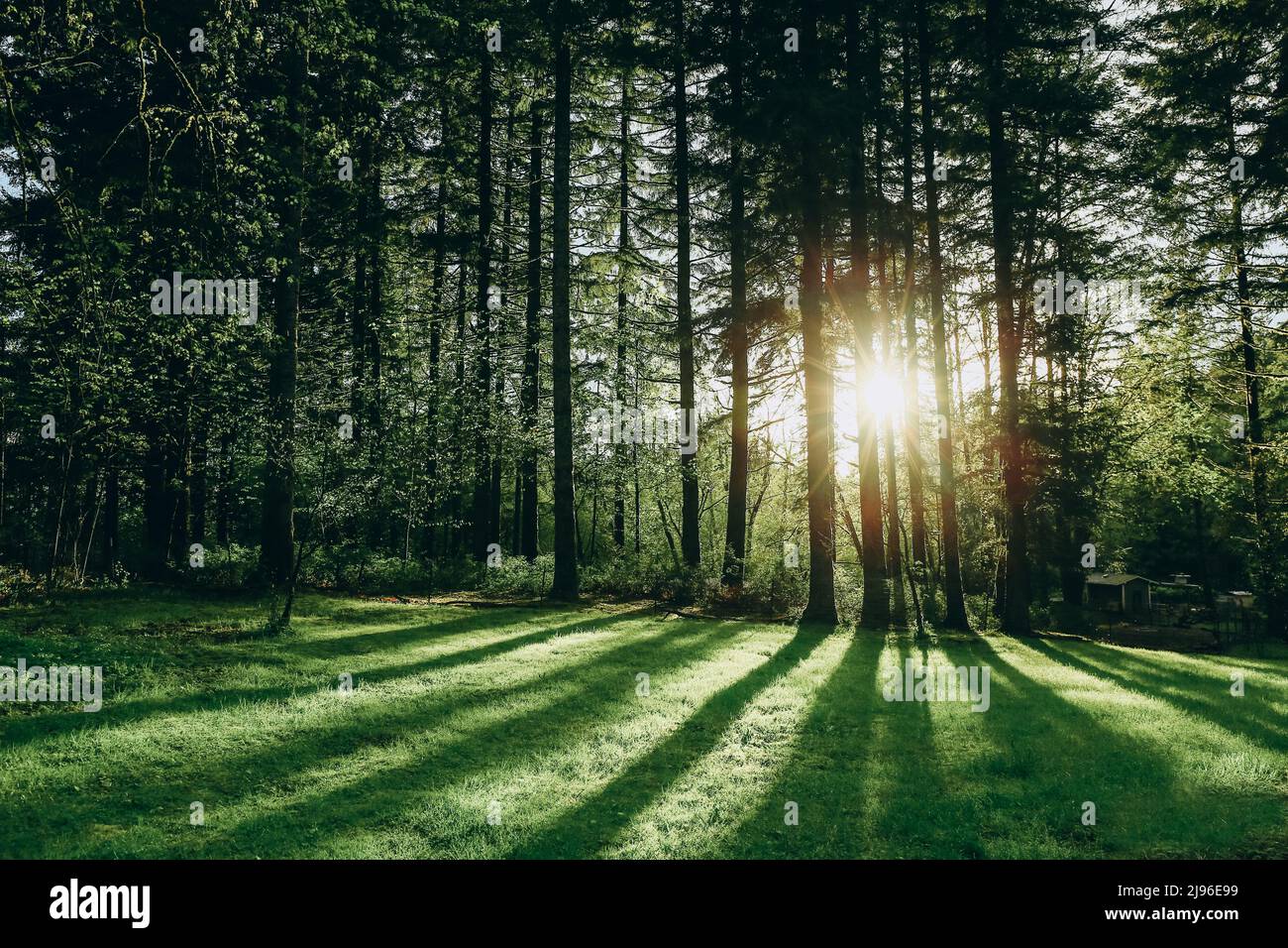 Beautiful sunset behind tree in the forest Stock Photo - Alamy