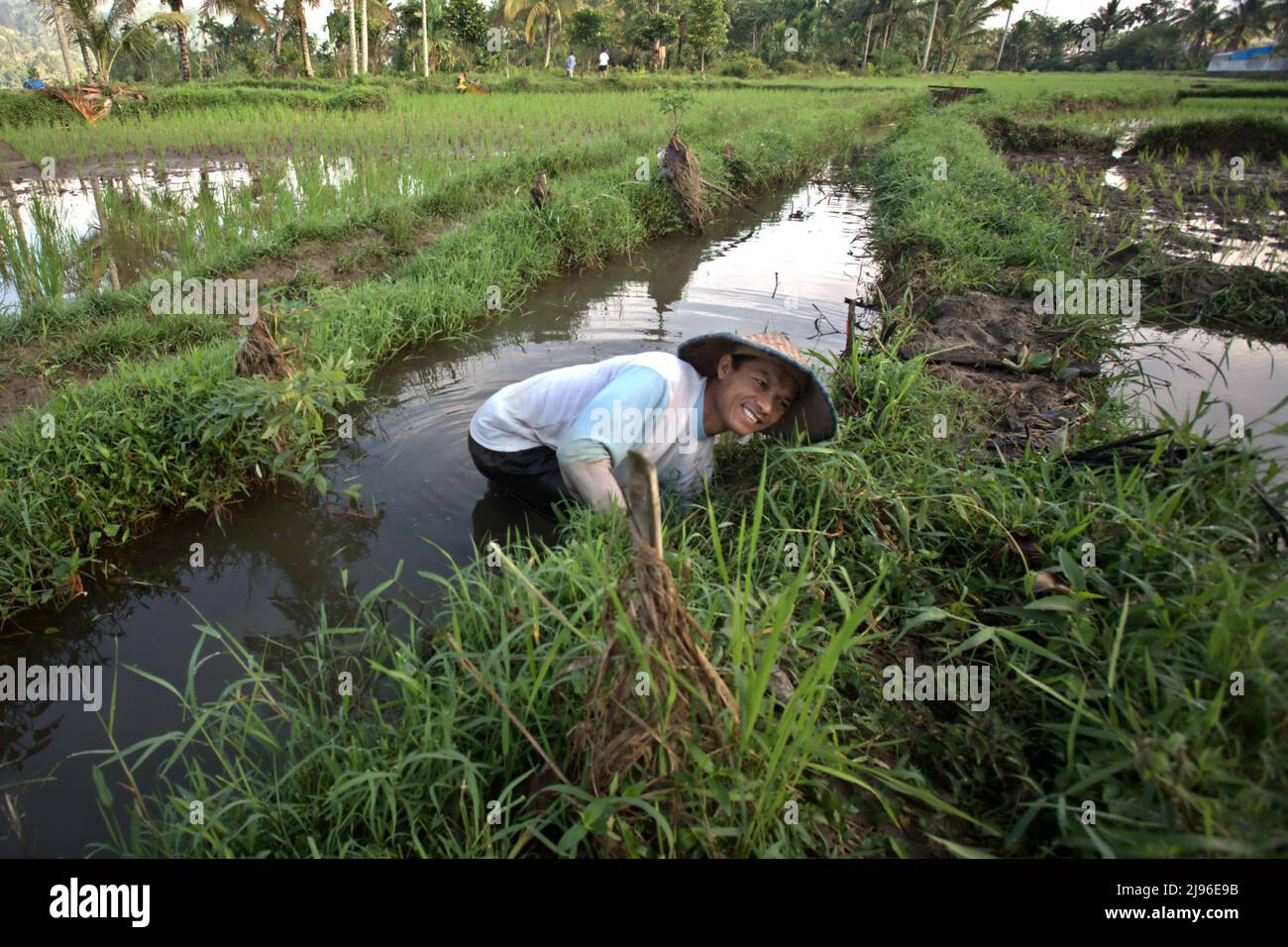 Agricultural paddy field embankment hi-res stock photography and images ...
