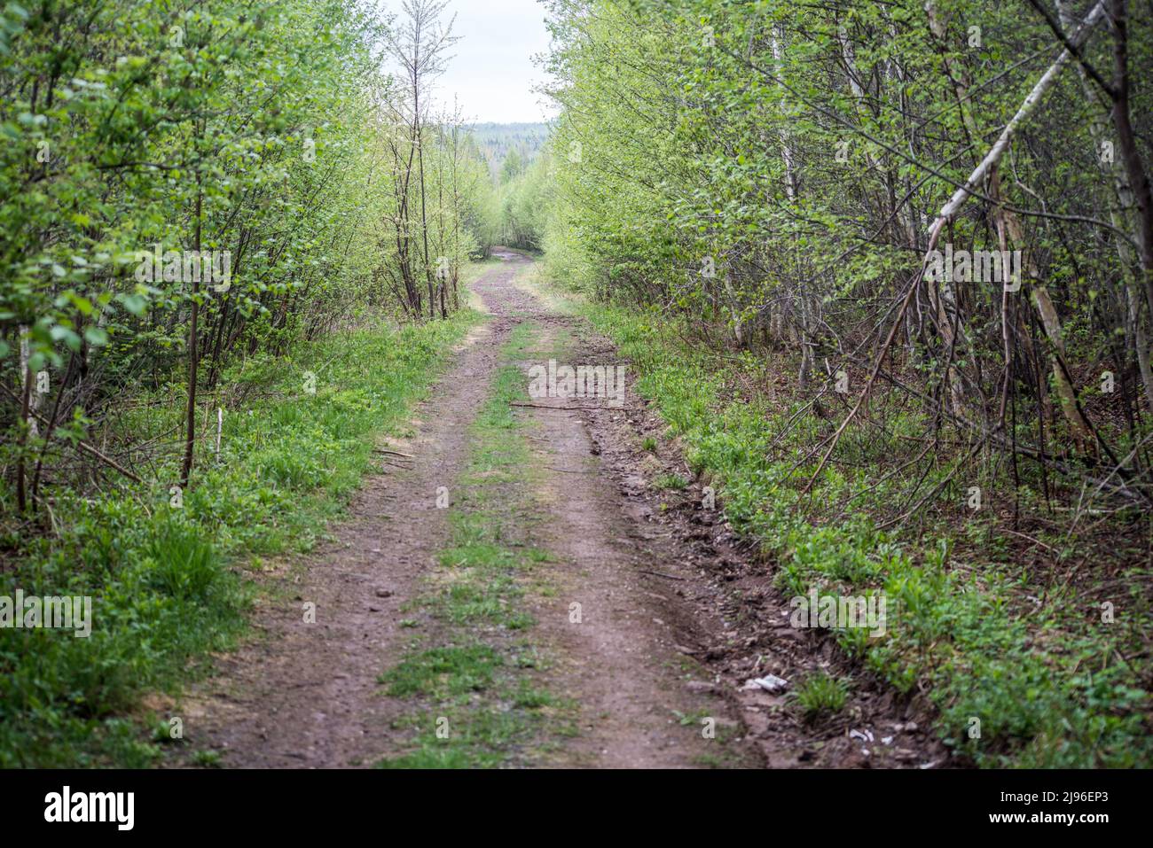 Winding woods road in the spring in New Brunswick Stock Photo - Alamy