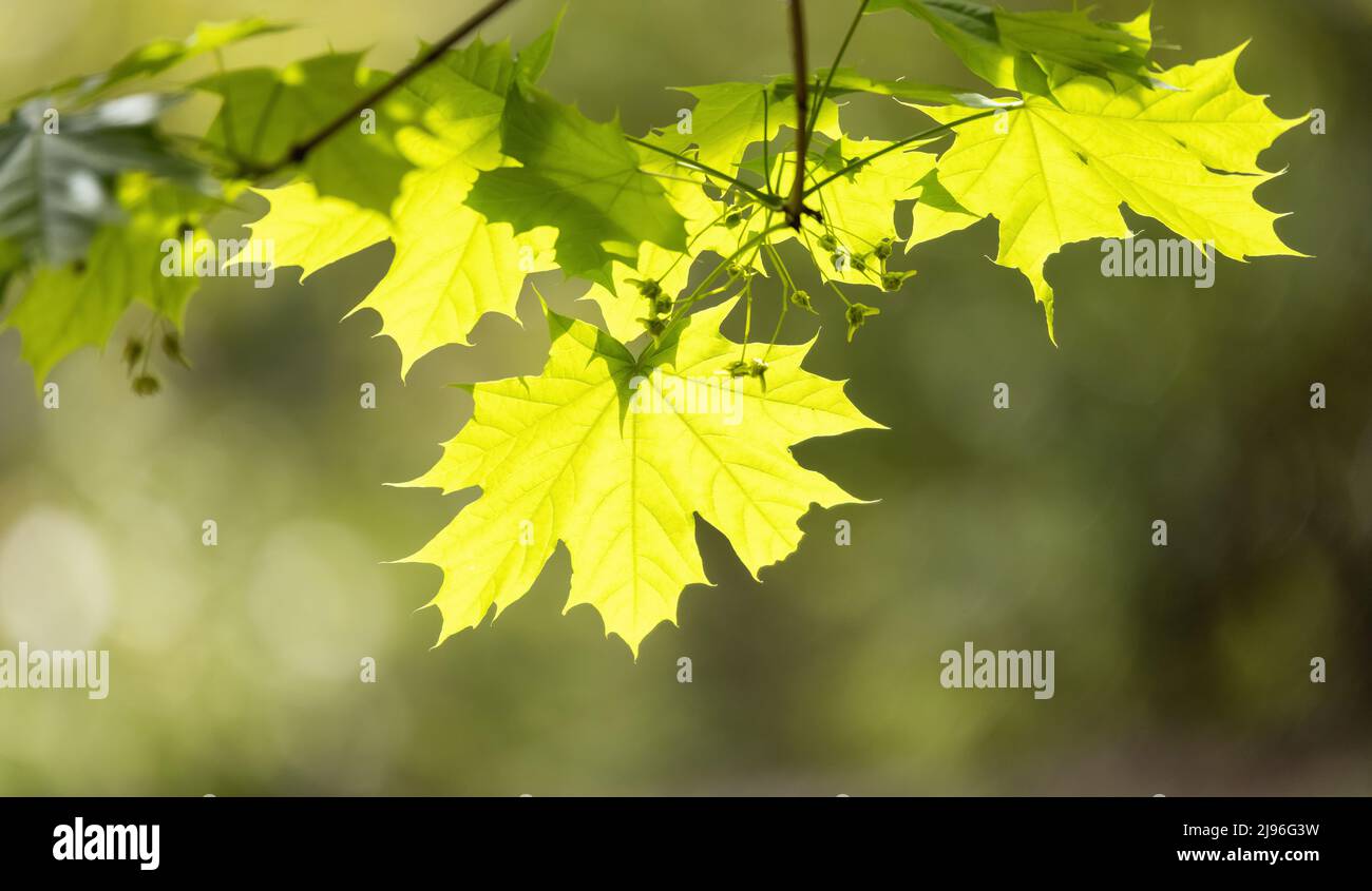 Green Vibrant Tree. Sunny Spring Day. Canadian Nature Background Stock ...
