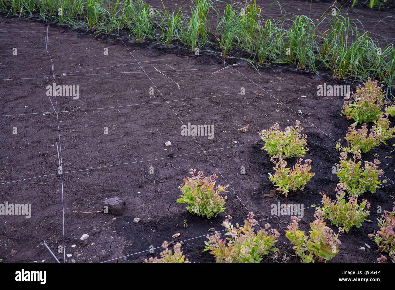 Landscaping. A lined plot of land for planting ornamental plants Stock ...