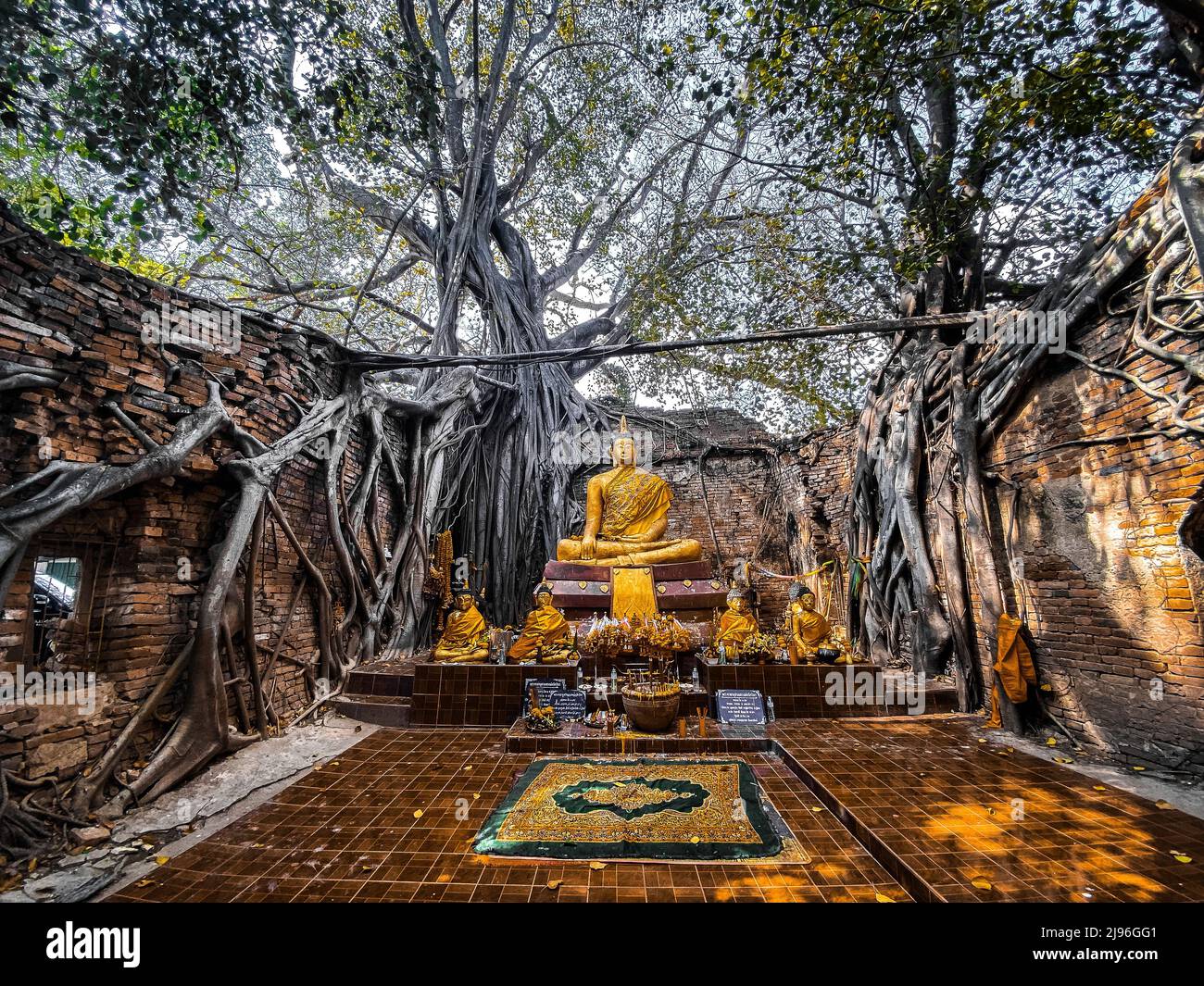 Wat Sai temple ruin covered by banyan tree roots, in Sing Buri Thailand ...