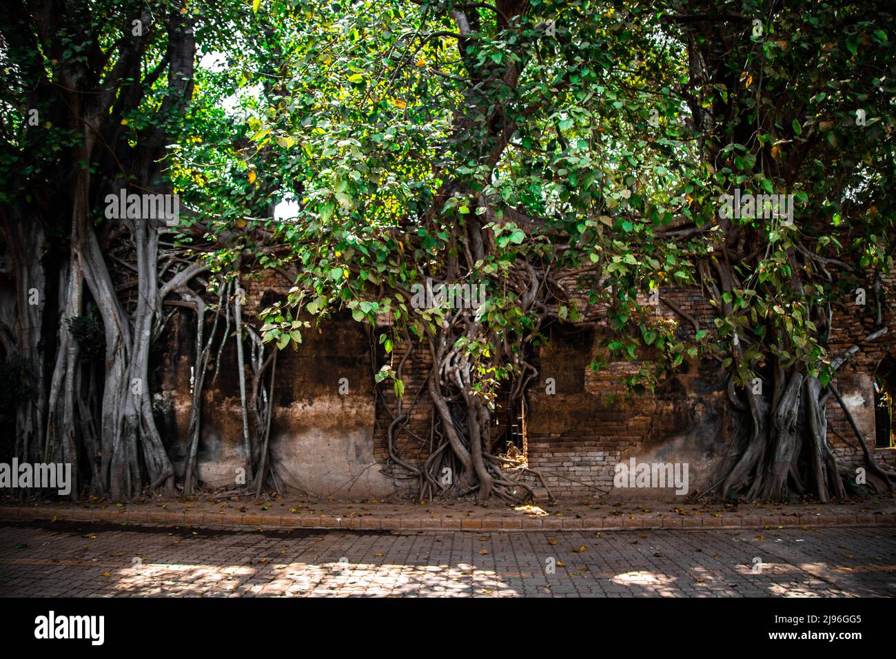 Buddhist tree ordination hi-res stock photography and images - Alamy