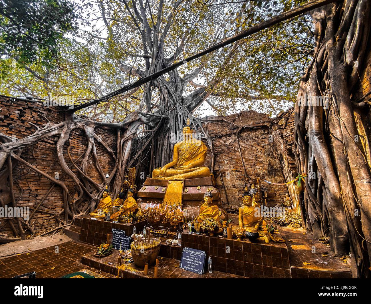 Wat Sai temple ruin covered by banyan tree roots, in Sing Buri Thailand ...