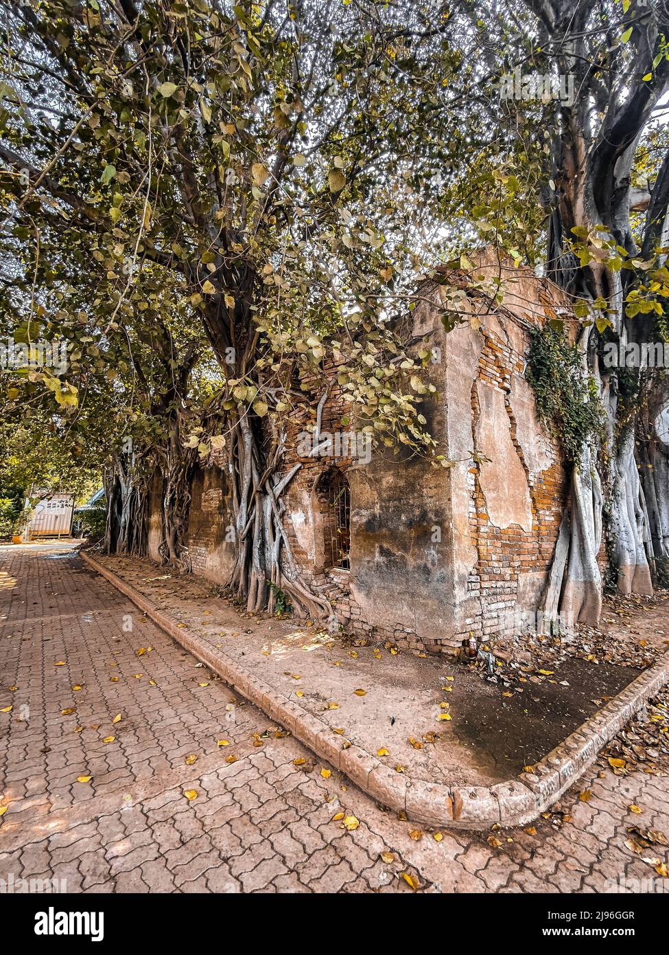 Buddhist tree ordination hi-res stock photography and images - Alamy