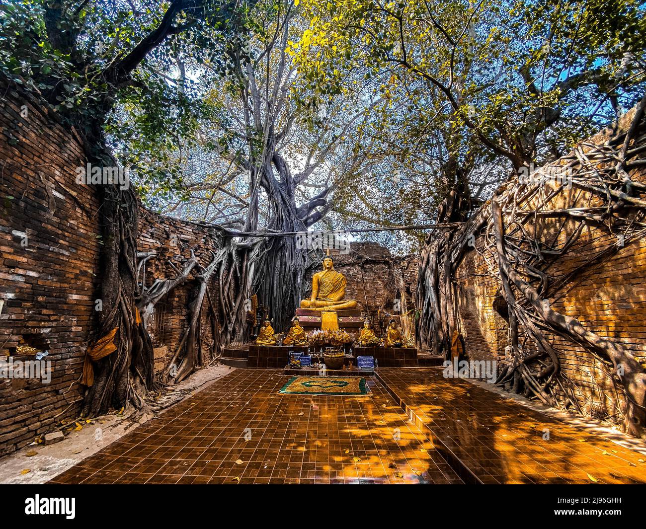 Wat Sai temple ruin covered by banyan tree roots, in Sing Buri Thailand ...