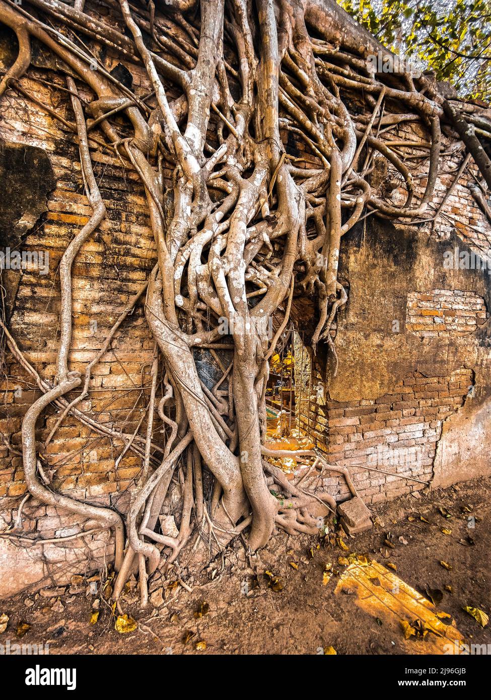 Buddhist tree ordination hi-res stock photography and images - Alamy