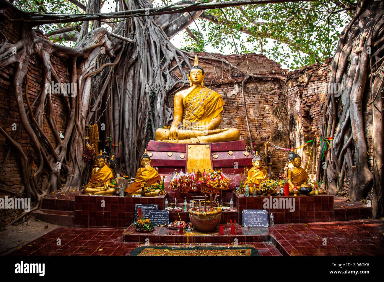 Wat Sai temple ruin covered by banyan tree roots, in Sing Buri Thailand ...