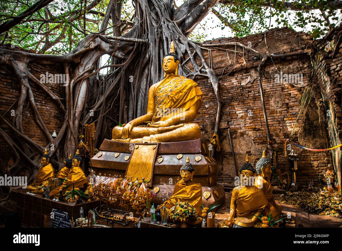 Wat Sai temple ruin covered by banyan tree roots, in Sing Buri Thailand ...