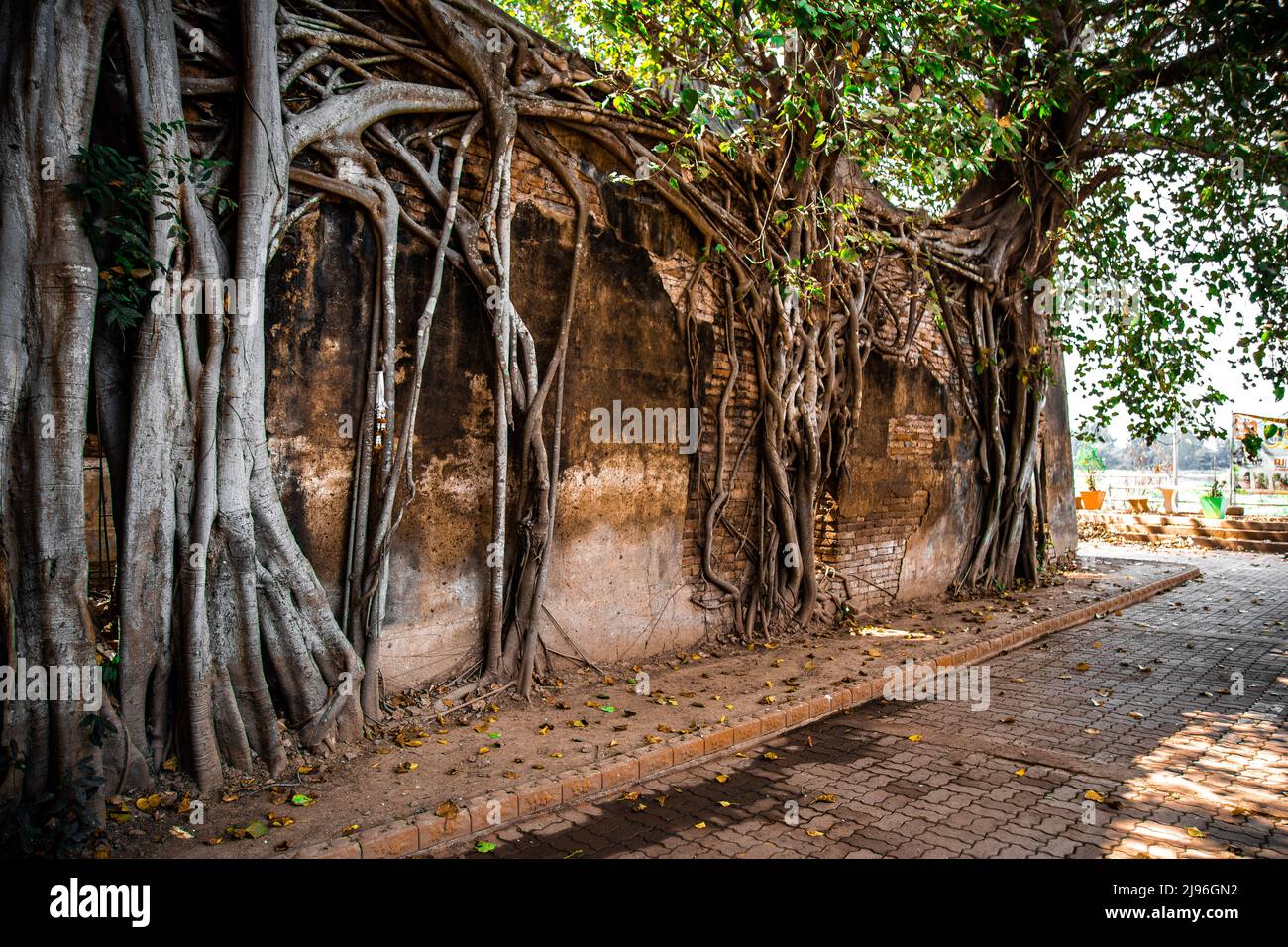 Temple covered in tree roots hi-res stock photography and images - Alamy