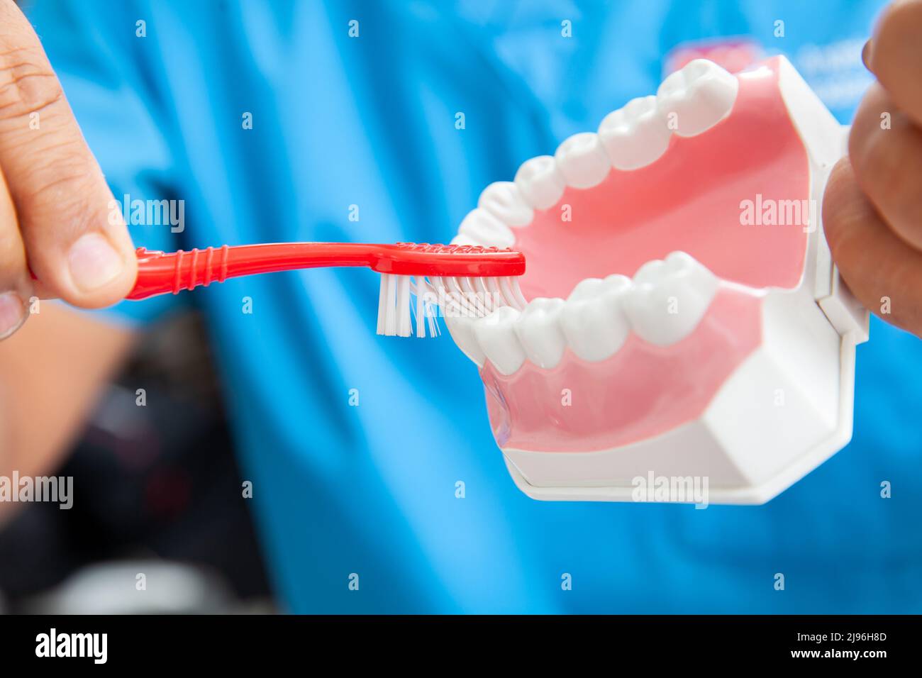 Dentist using a dental model to show the correct way to brush your ...