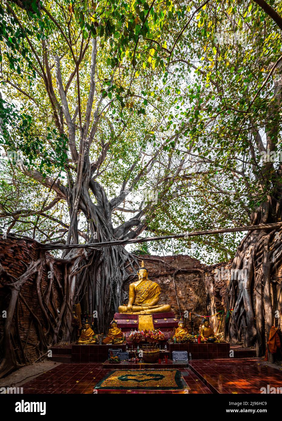 Temple covered in tree roots hi-res stock photography and images - Alamy