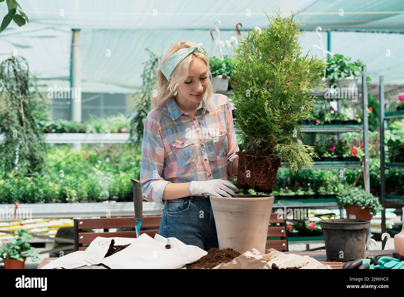 Woman planting a bush in flower pot using dirt in garden center Stock ...