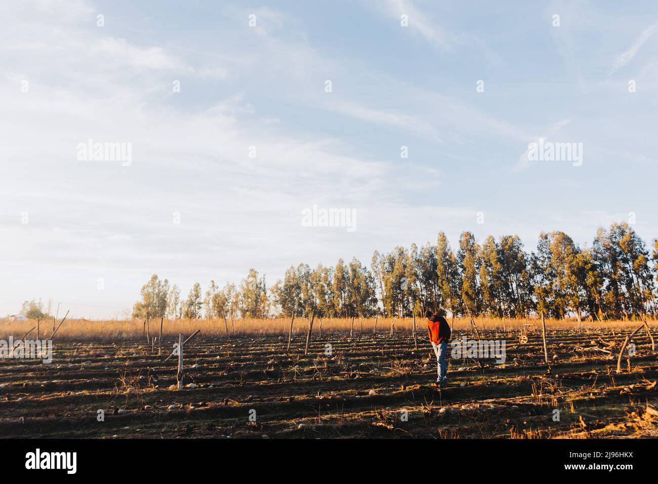 Farmer walking looking field male hi-res stock photography and images ...