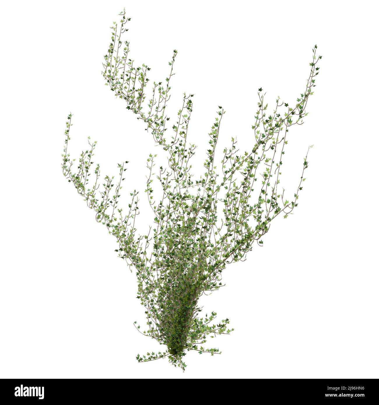 3D illustration climbing plants creepers isolated on white background ...
