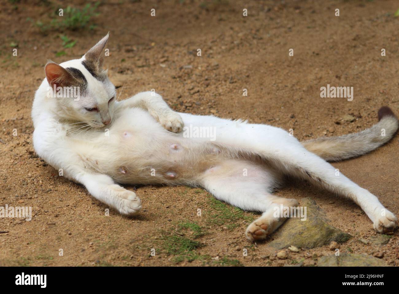 How a middle-aged cat cleans itself Stock Photo - Alamy