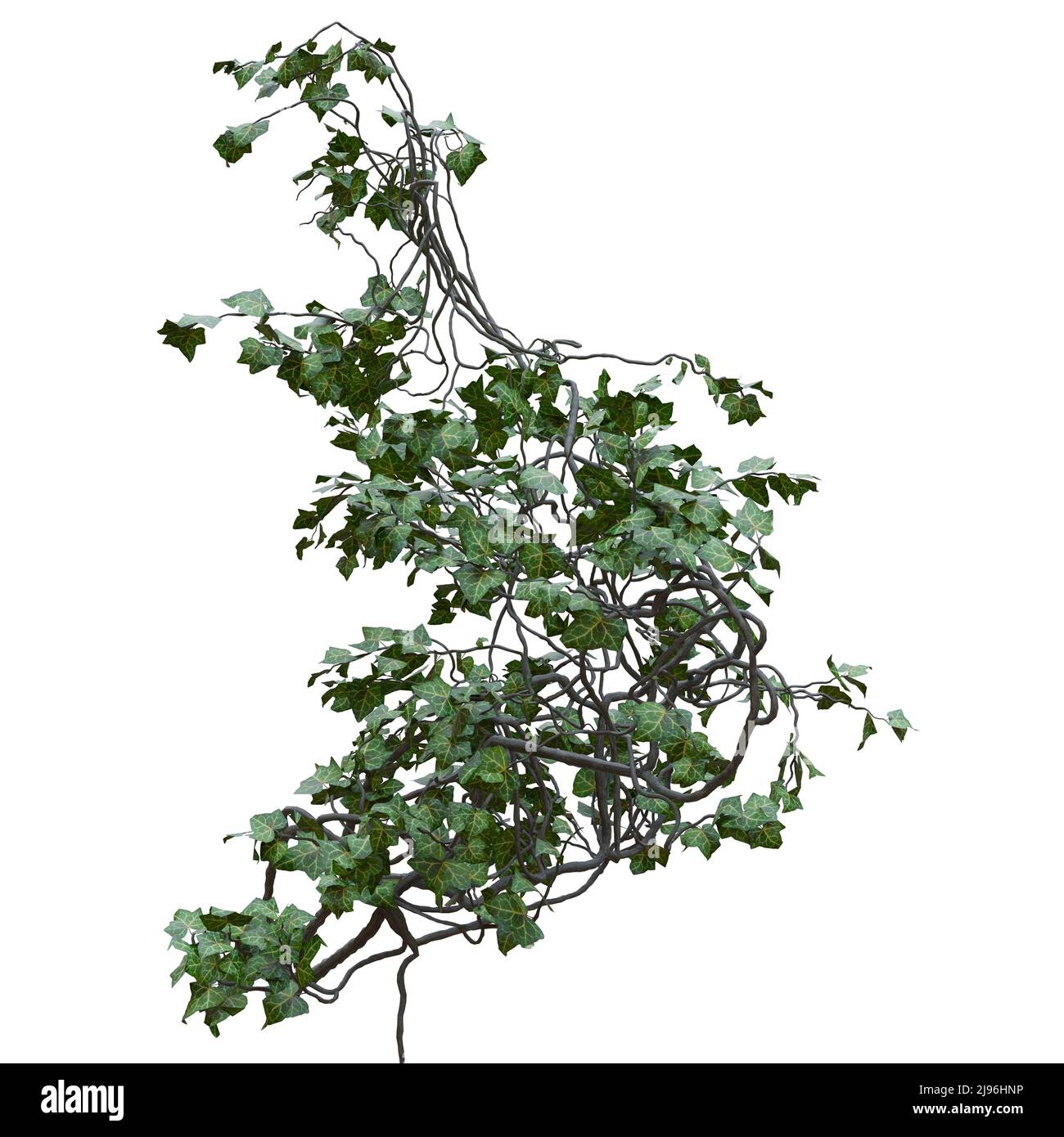 3D illustration climbing plants creepers vine isolated on white ...