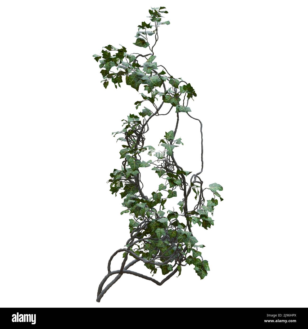 3D illustration climbing plants creepers vine isolated on white ...