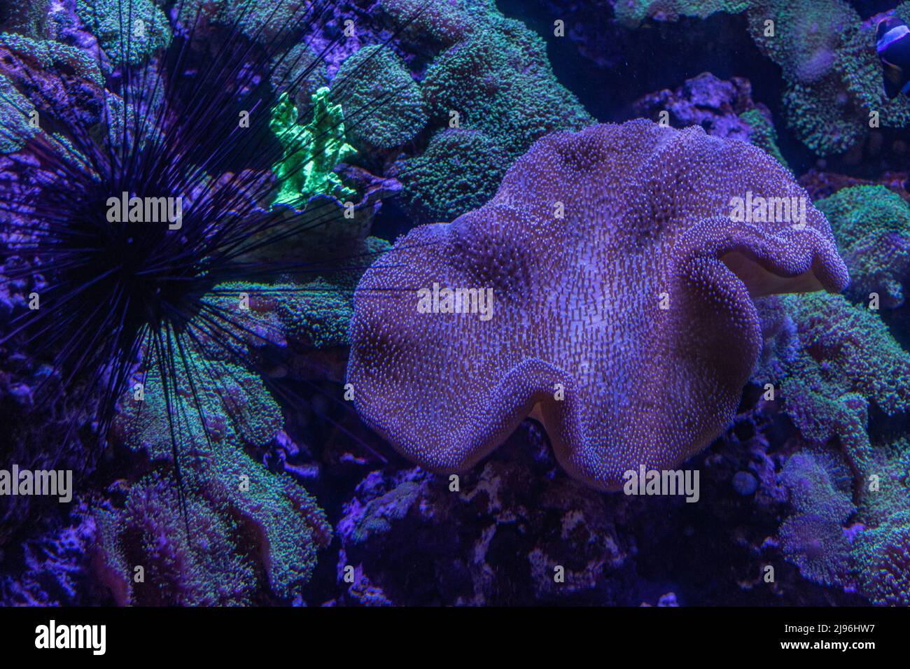 Fluorescent colours hi-res stock photography and images - Alamy