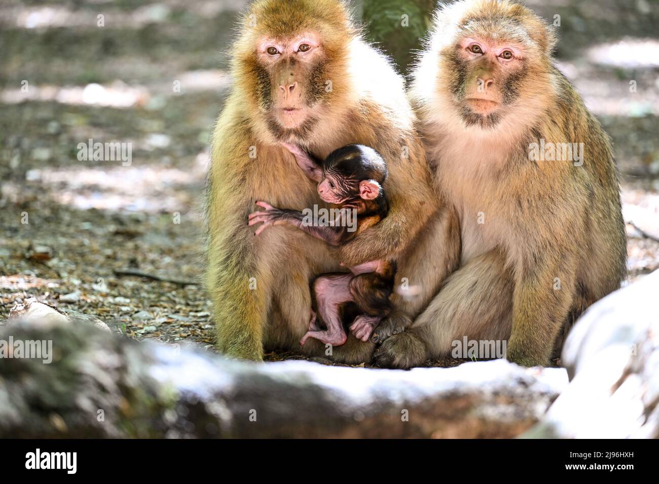 Salem, Germany. 19th May, 2022. A few days old baby Barbary ape sits between two female Barbary ...