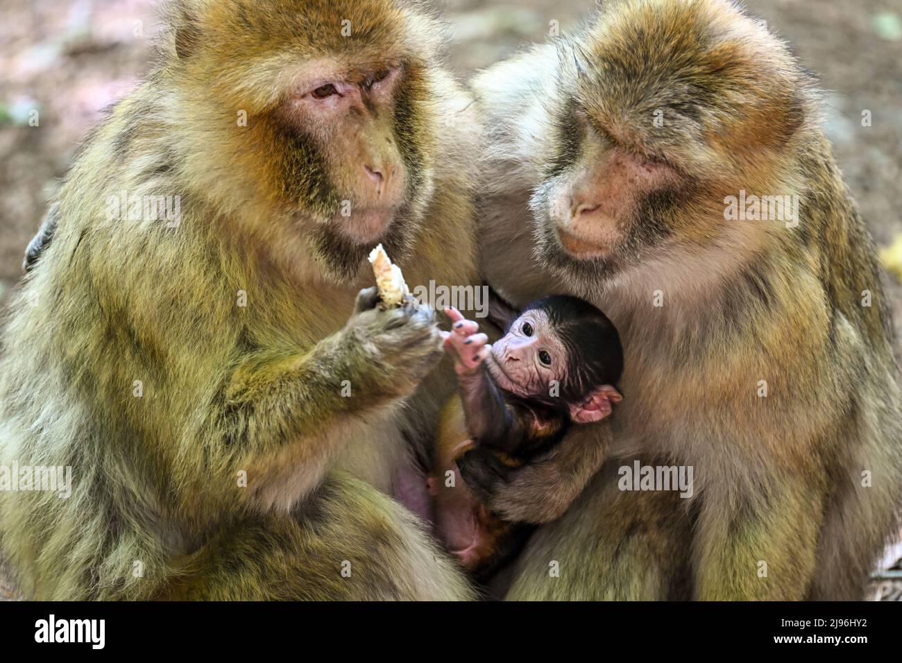 Salem, Germany. 19th May, 2022. A few days old baby Barbary ape sits ...