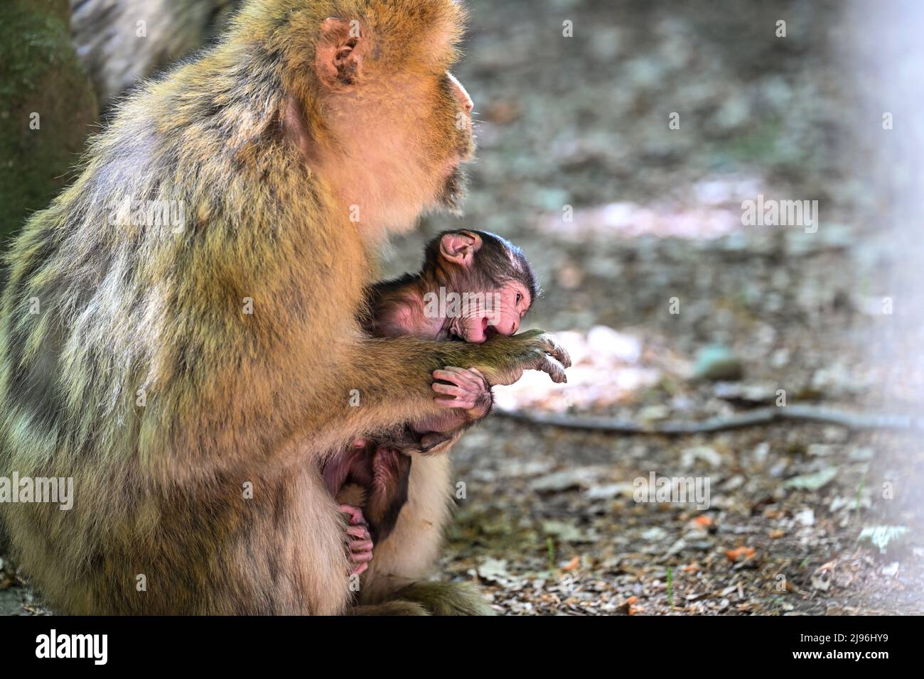 Salem, Germany. 19th May, 2022. A few days old baby Barbary ape sits ...
