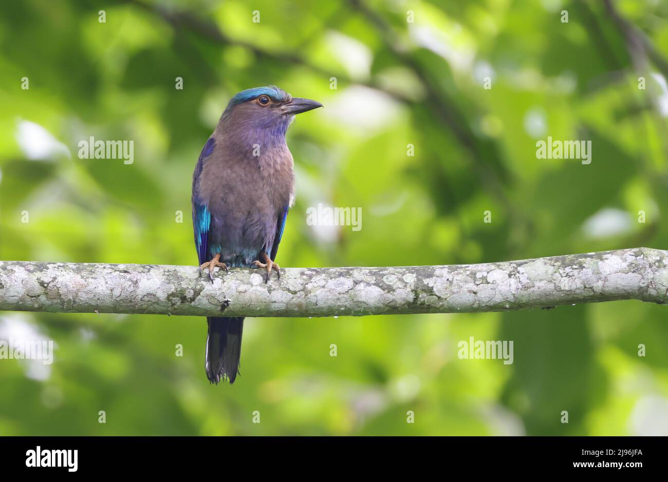 The Indian roller is a bird of the family Coraciidae Stock Photo - Alamy
