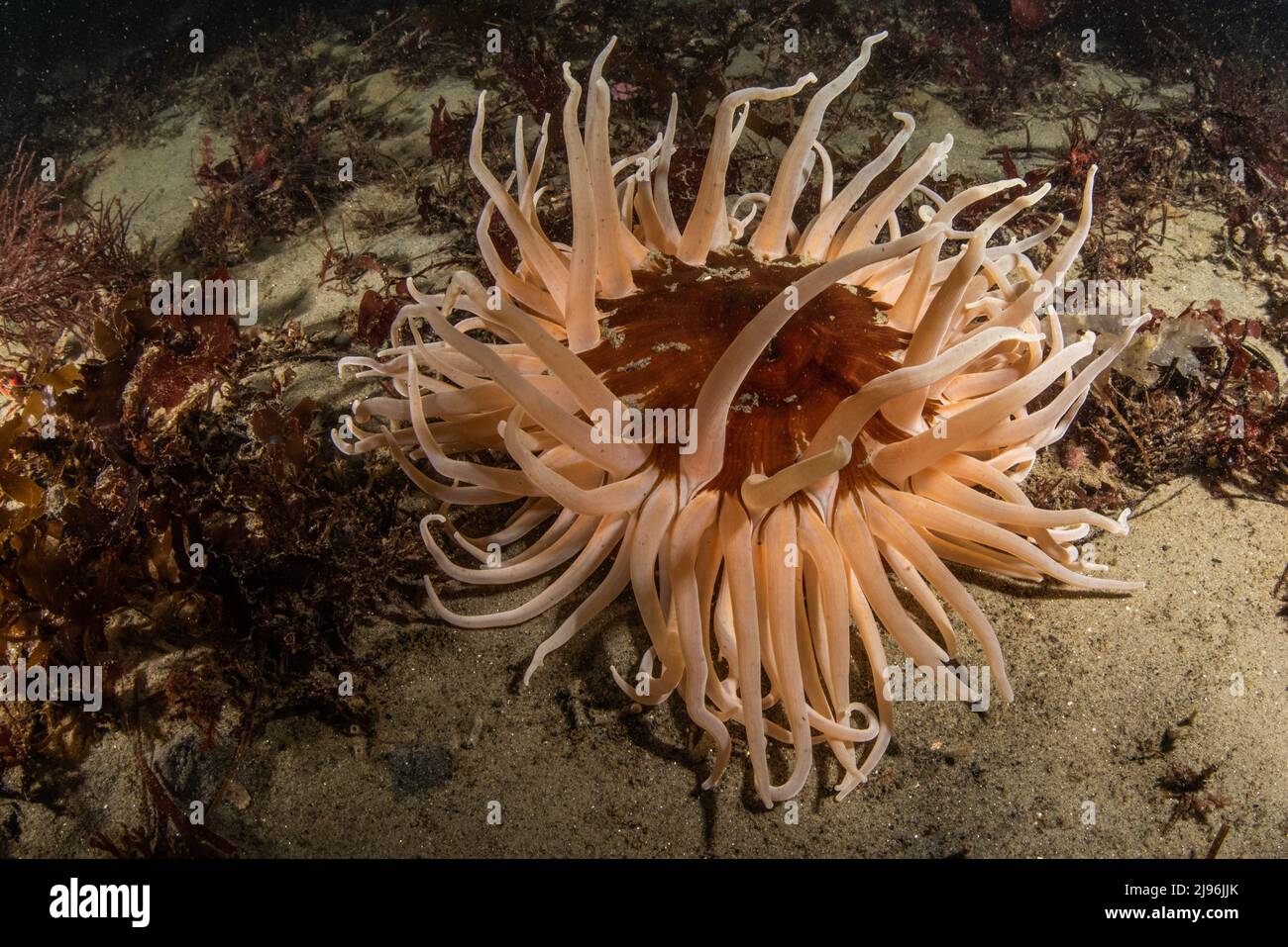 Crusty anemone hi-res stock photography and images - Alamy