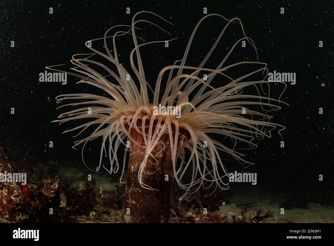 Tube-dwelling anemone (Pachycerianthus fimbriatus) underwater at the ...