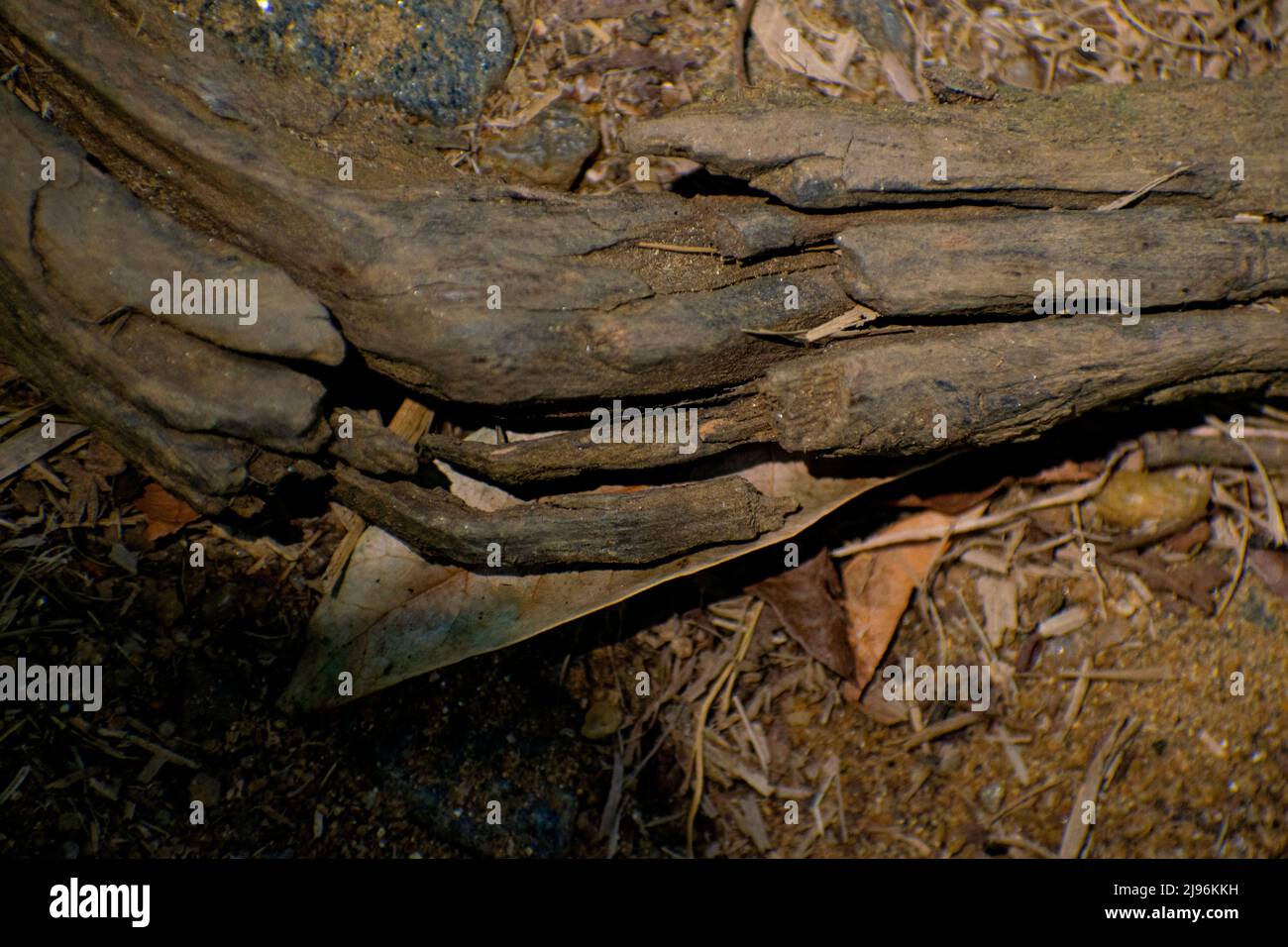 tree and wood patterns Stock Photo - Alamy
