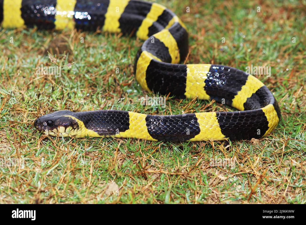 Rare snakes of india hi-res stock photography and images - Alamy