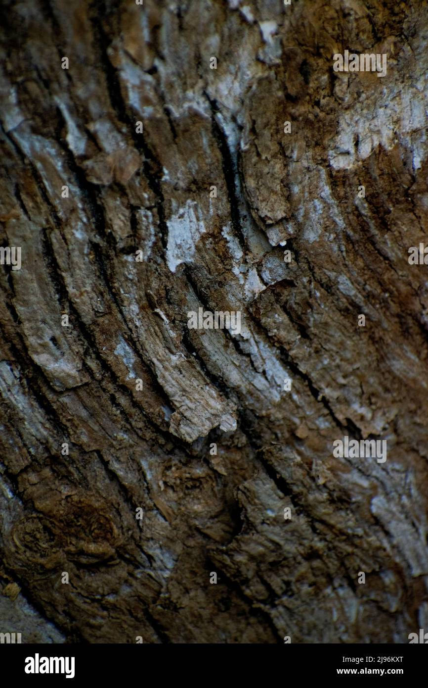 tree and wood patterns Stock Photo - Alamy