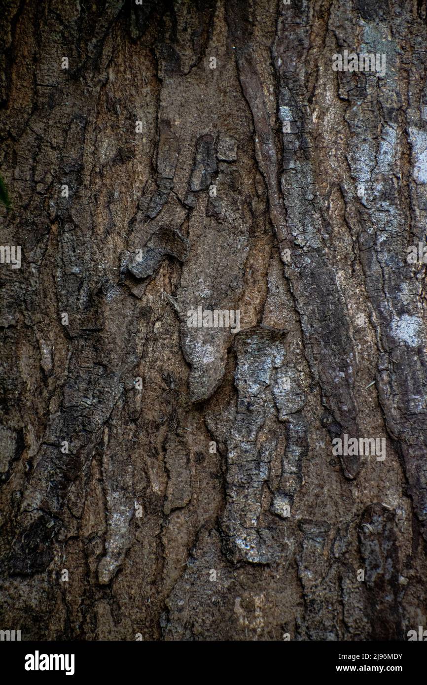tree and wood patterns Stock Photo - Alamy