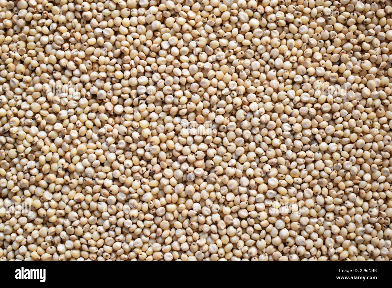 Raw whole dried Sorghum millet Stock Photo - Alamy