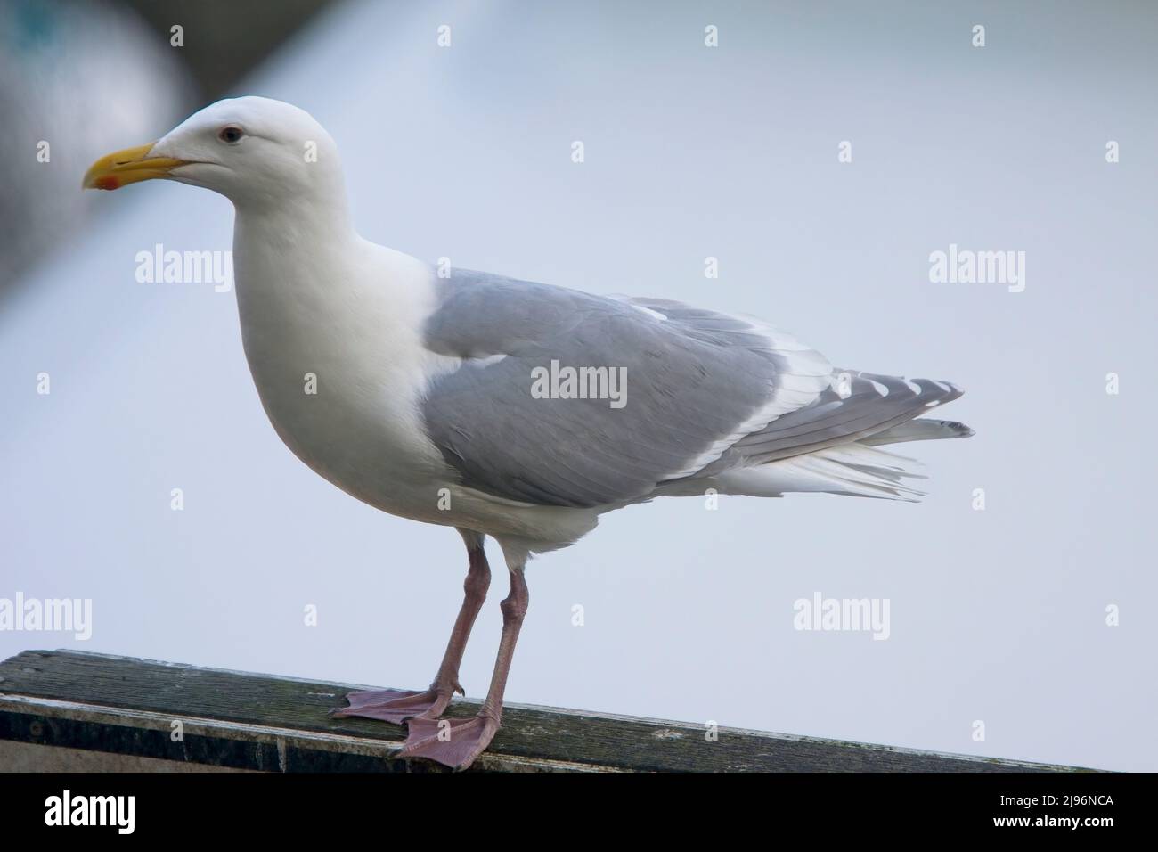 Glaucous-winged Gull (Larus glaucescens), adult breeding plumage ...