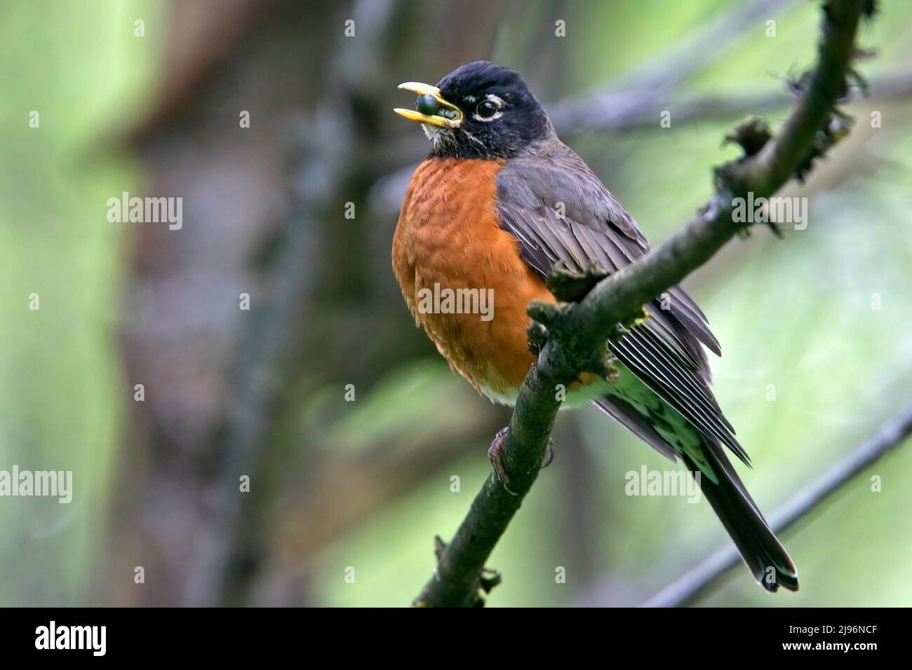 A male American Robin, (Turdus migratorius), eating berries, British ...