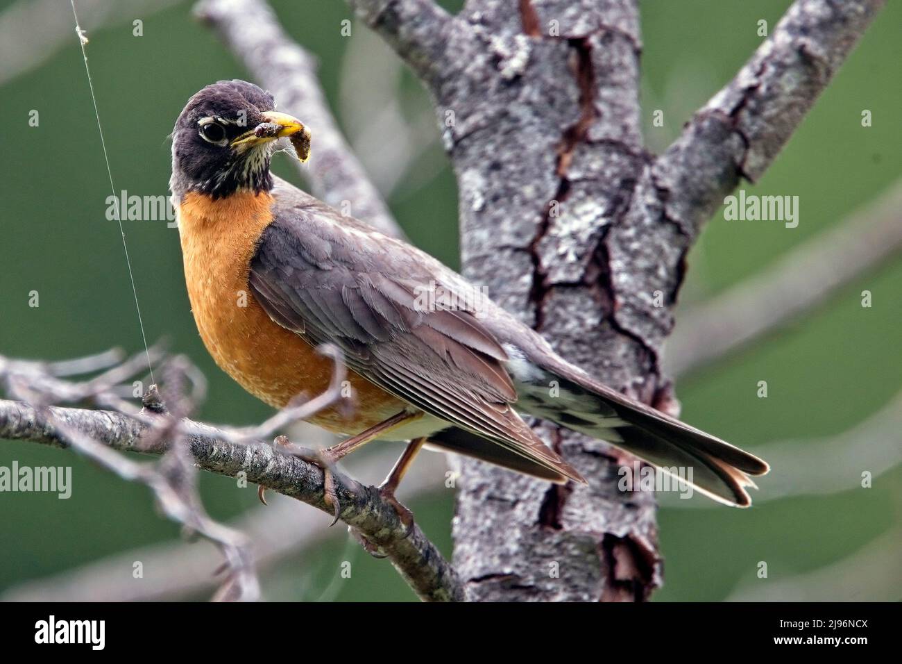 Canadian robin hi-res stock photography and images - Alamy