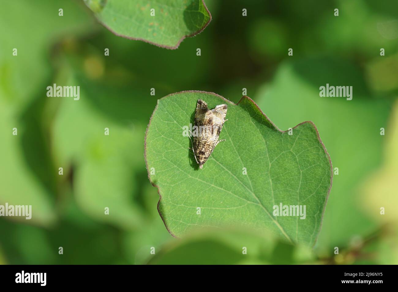 Tortrix moths hi-res stock photography and images - Alamy