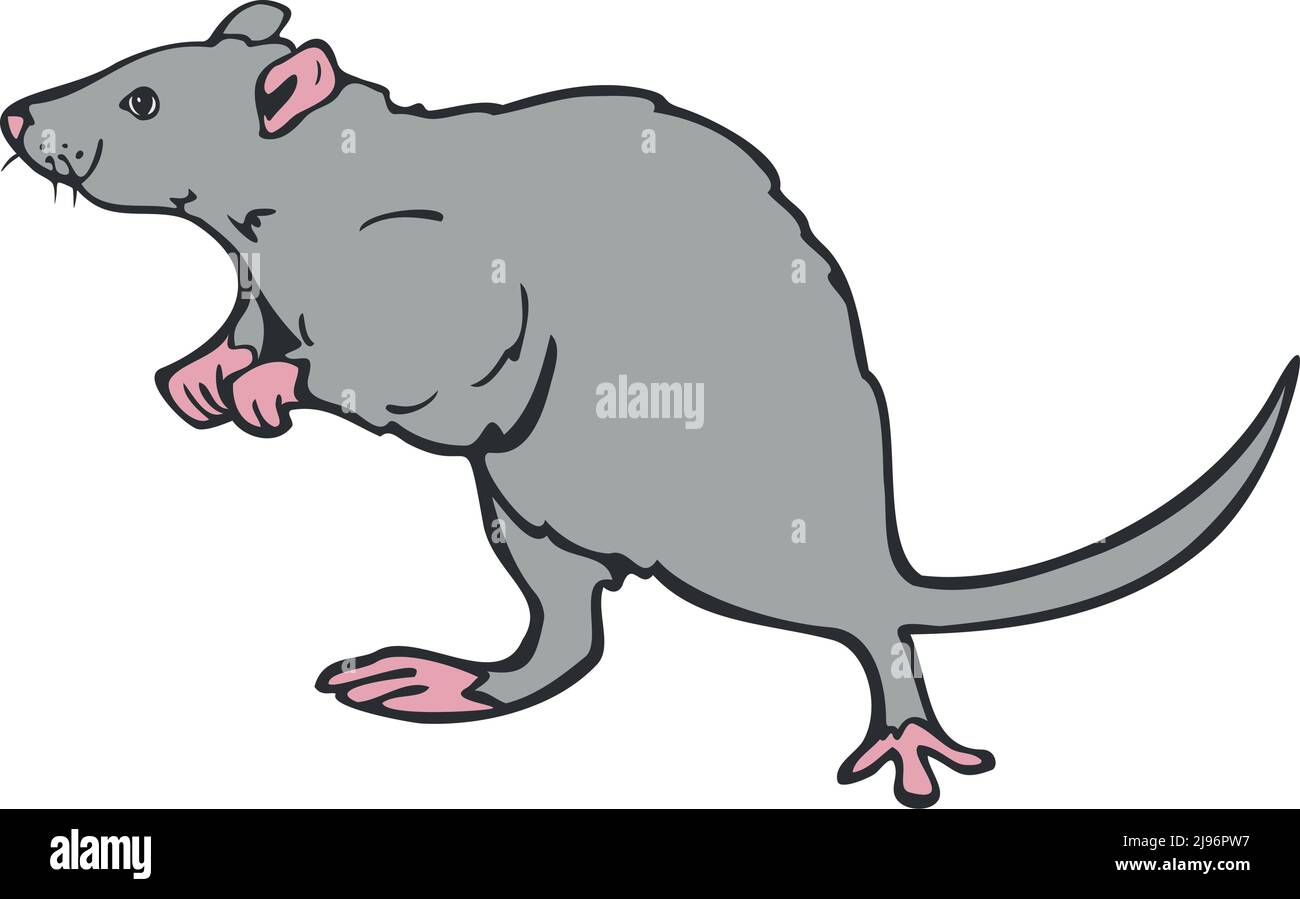 Vector illustration of hand drawn rat. Rat colored and depicted by a ...