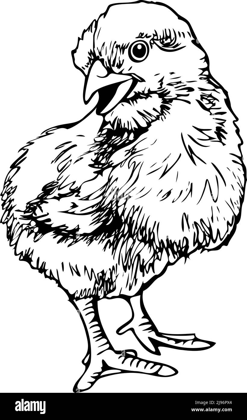 Baby Chicken Drawings