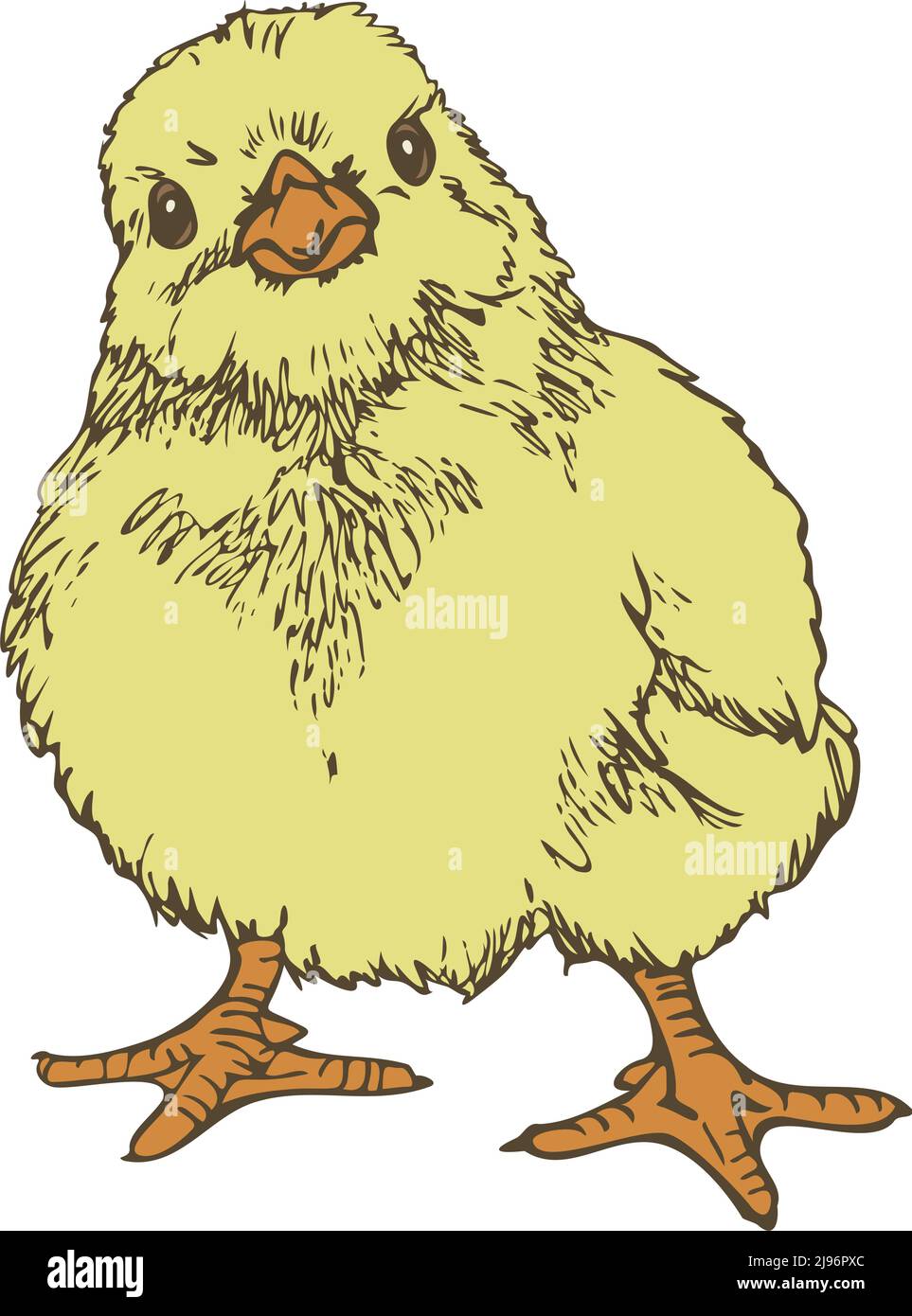 Vector illustration of cute little chick. Hand drawn chick colored and ...