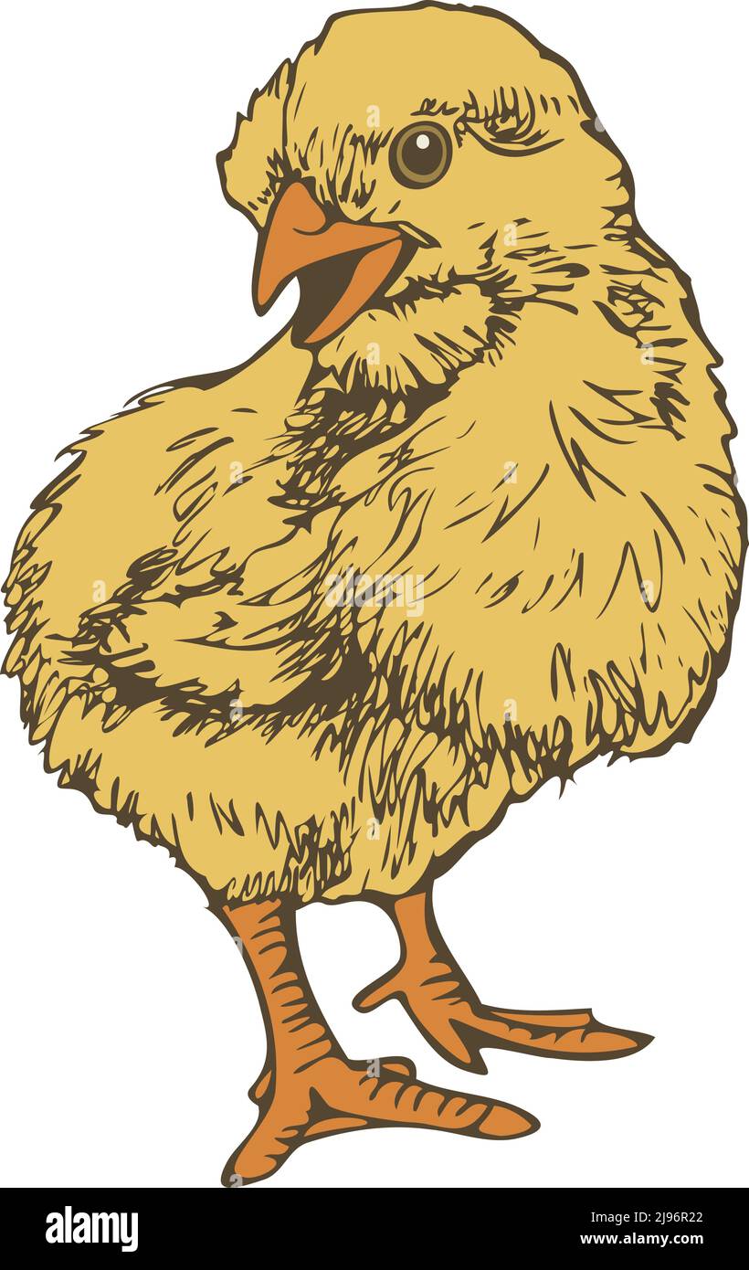 Vector illustration of hand drawn chick. Chick colored and depicted by ...