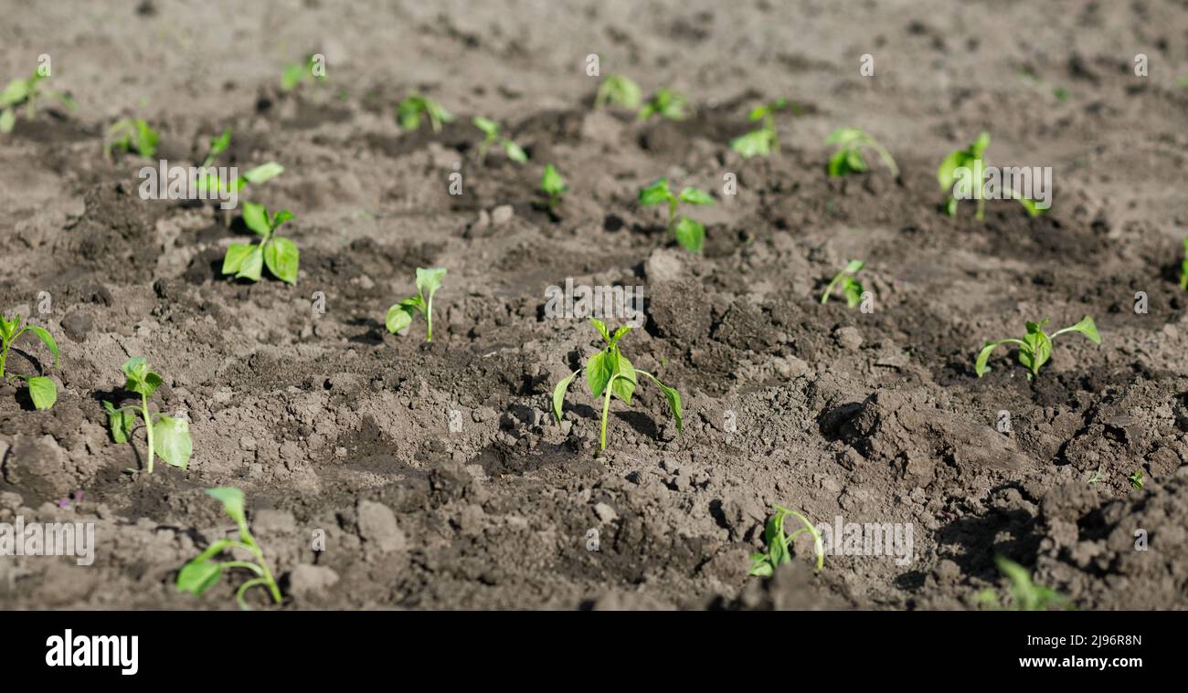Seedling planted peppers. Vegetable garden, agriculture, rural ...