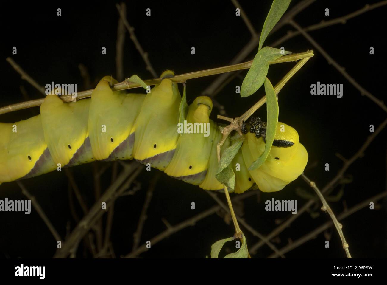 Acherontia styx hi-res stock photography and images - Alamy