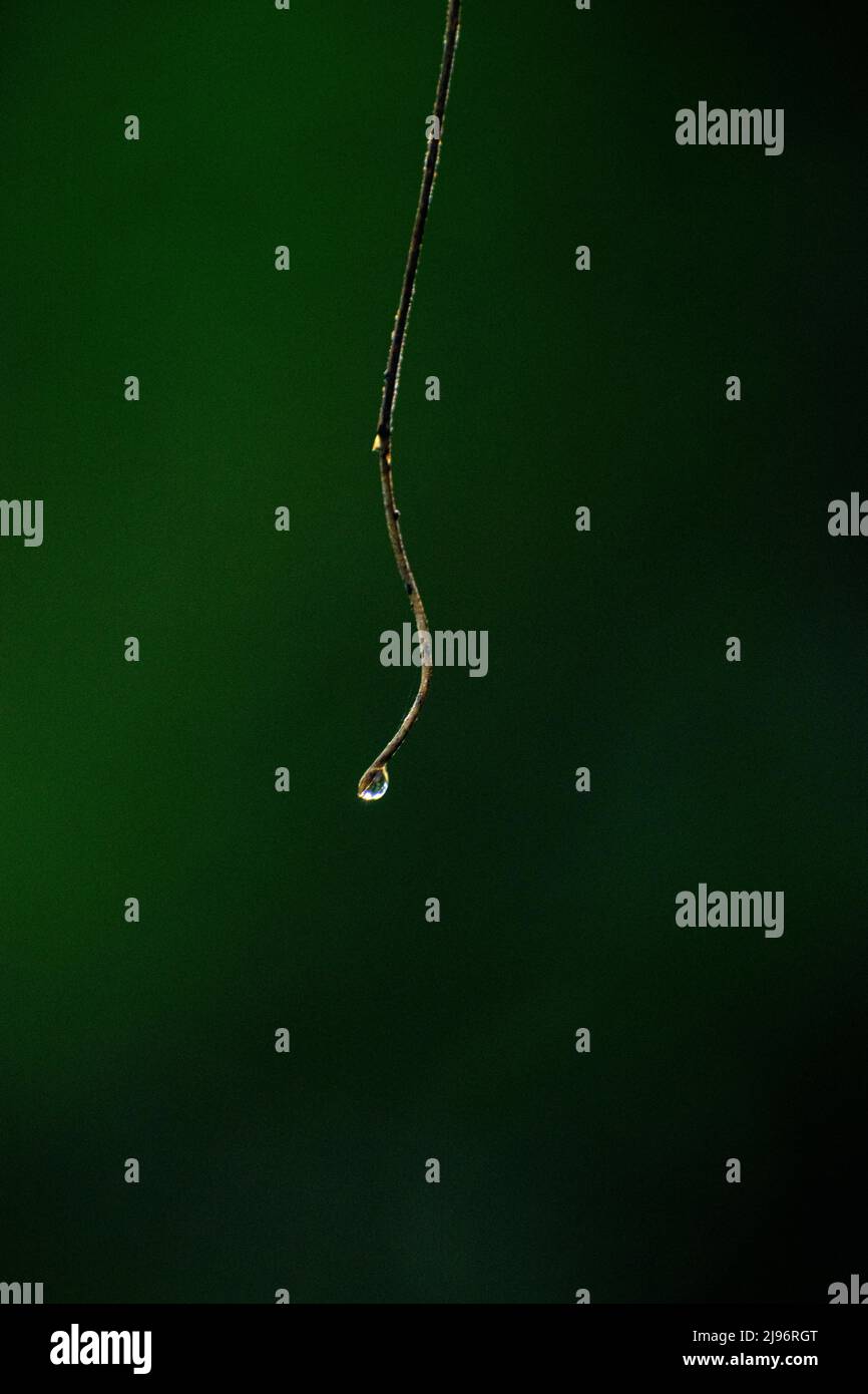 water drops images Stock Photo - Alamy