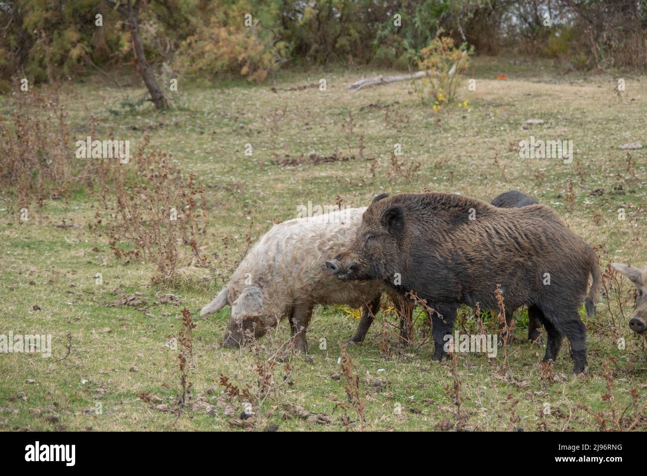 Boar pig hybrids hi-res stock photography and images - Alamy