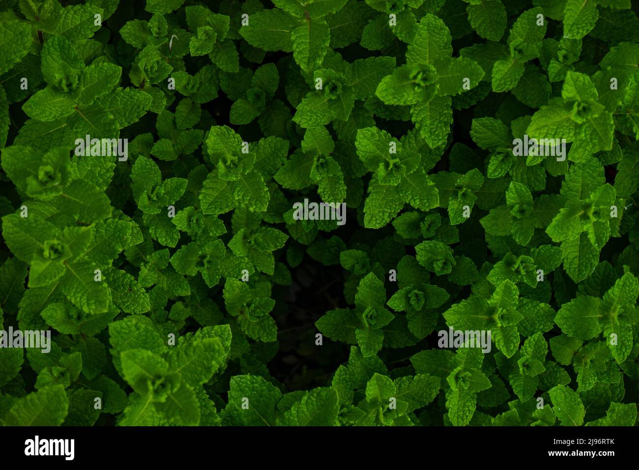 Green leaves of mint plant as a spring textured background Stock Photo ...