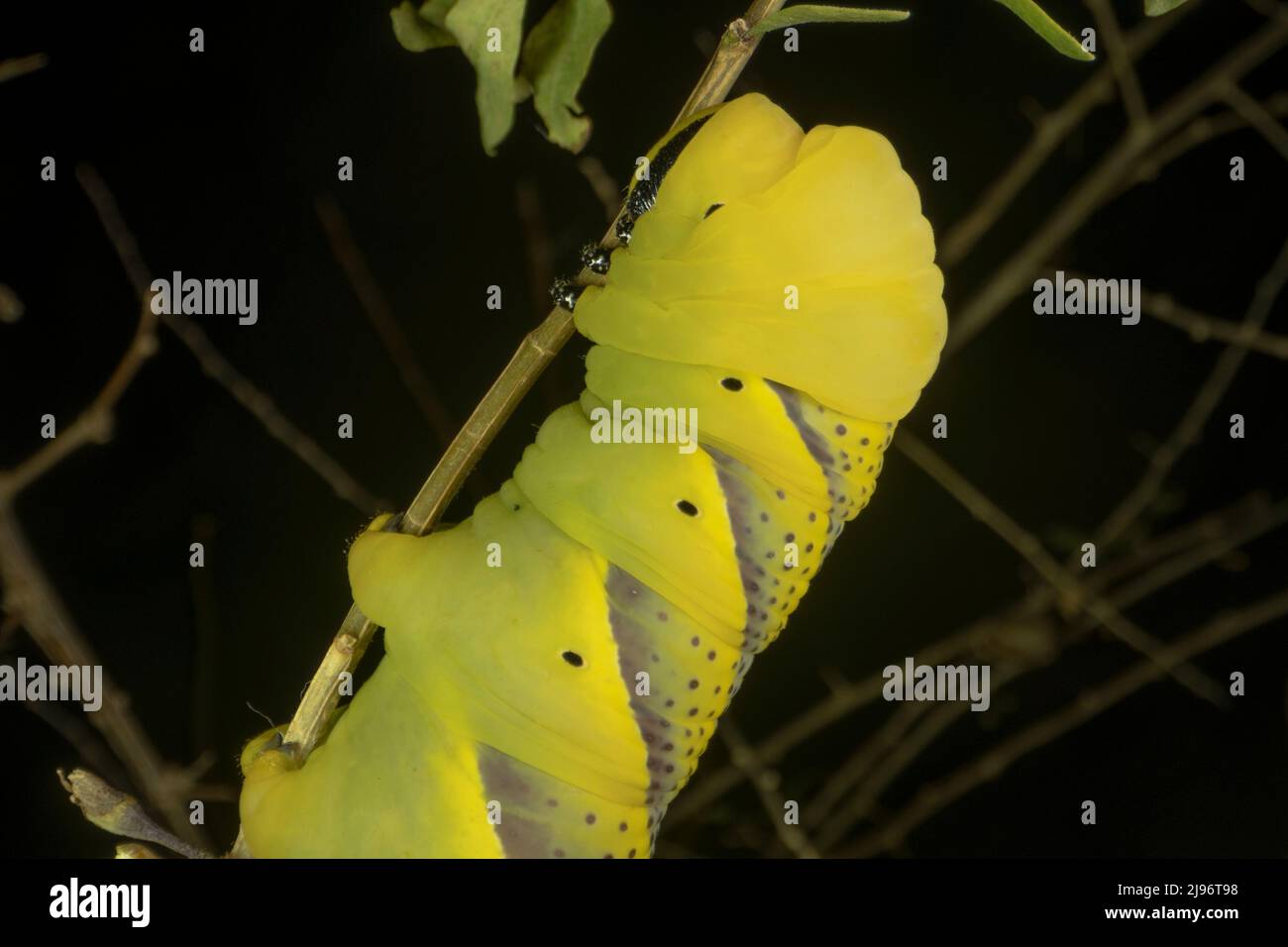 Acherontia styx hi-res stock photography and images - Alamy