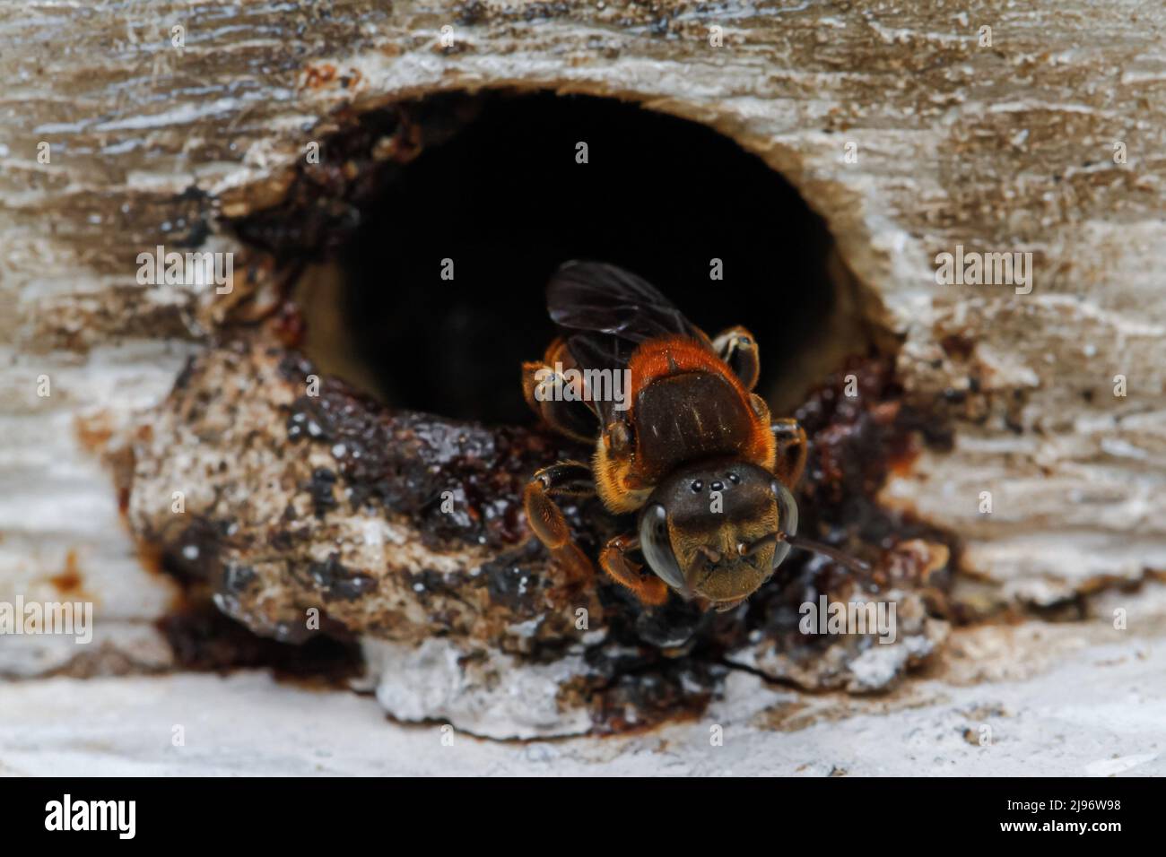 Stingless bee (Meliponula boncandei) seen at the National beekeeping ...